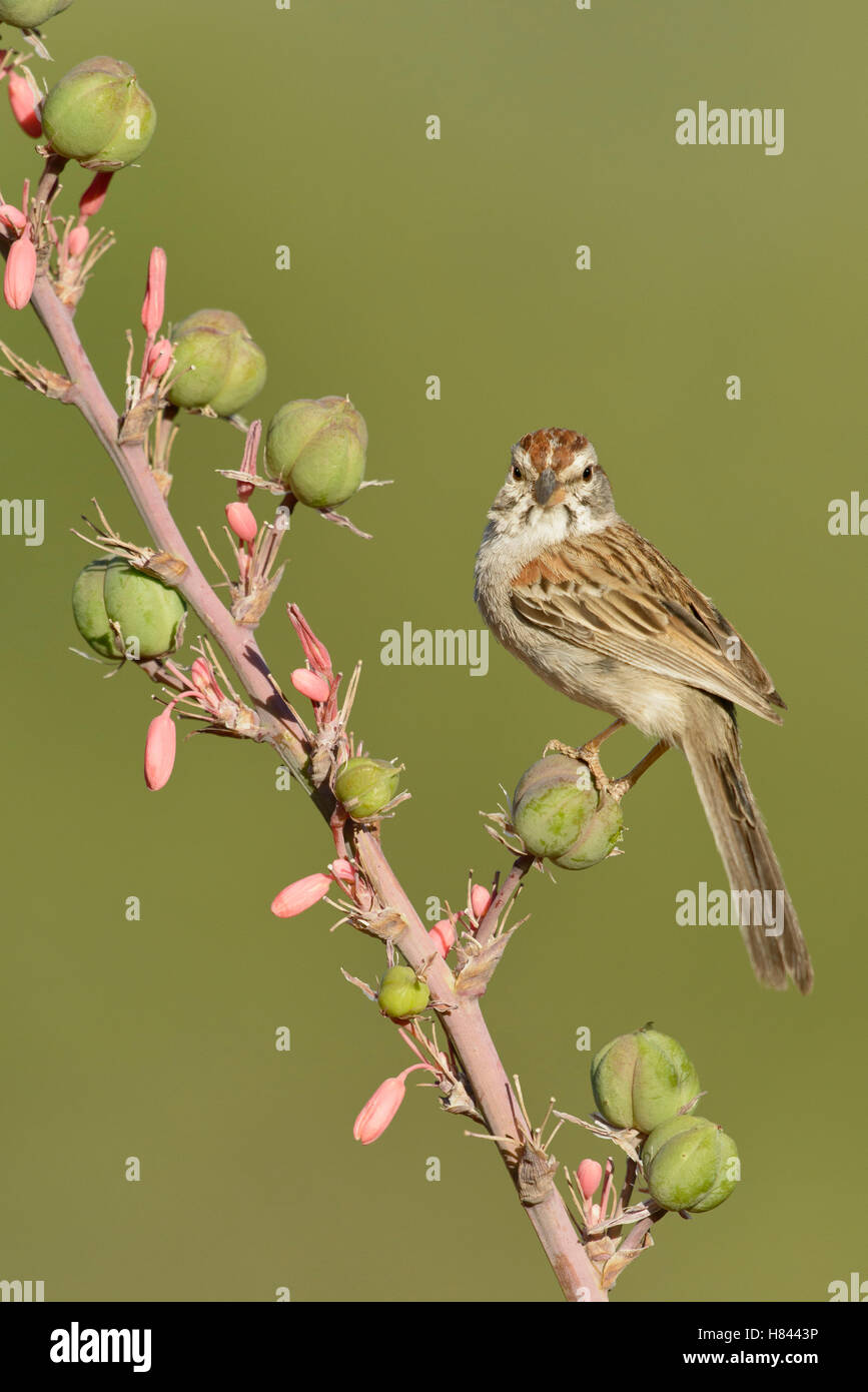 Rufous-winged Sparrow (Peucaea carpalis), Arizona Stock Photo - Alamy
