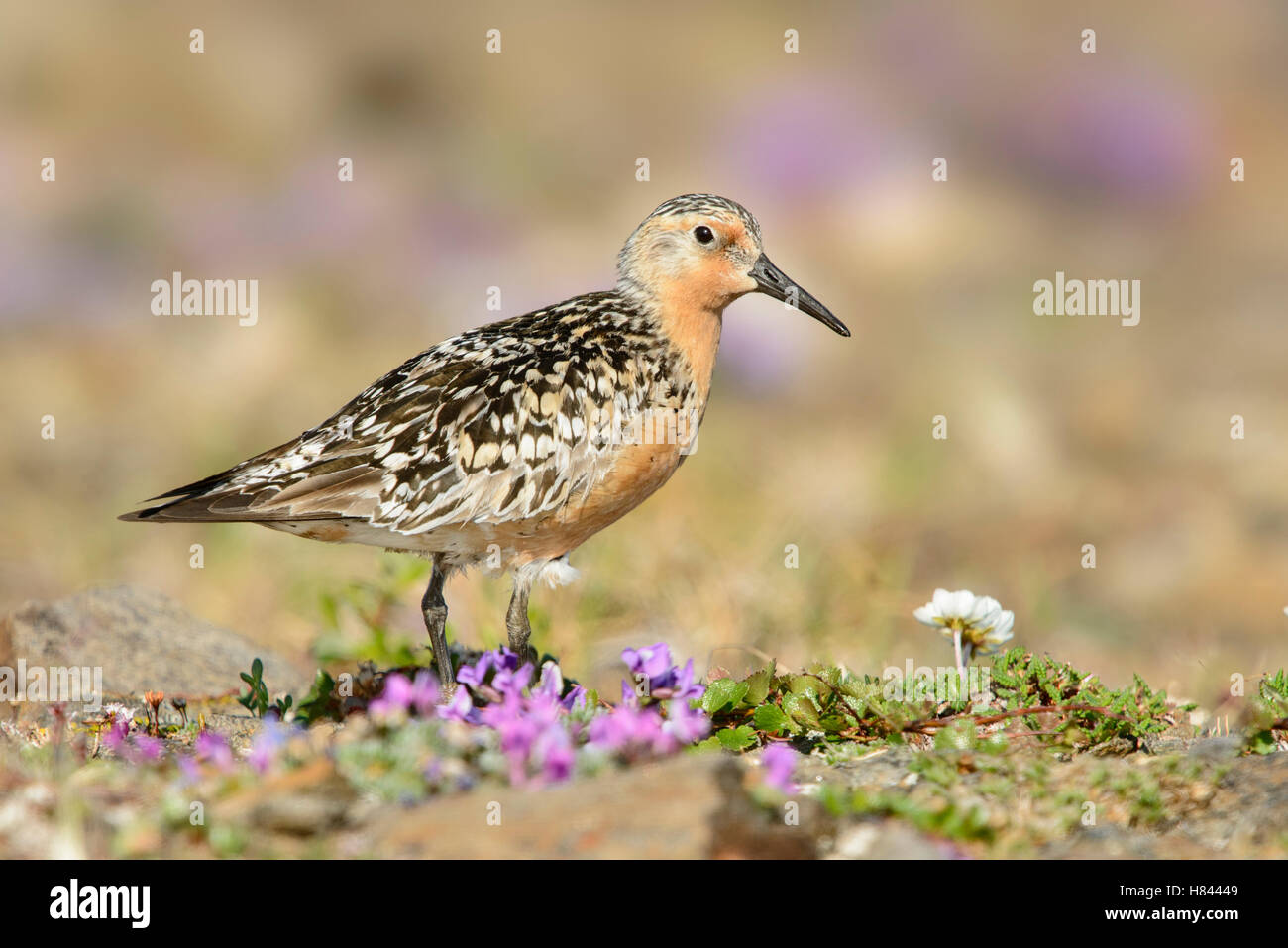 Red Knot (Calidris canutus), Alaska Stock Photo - Alamy