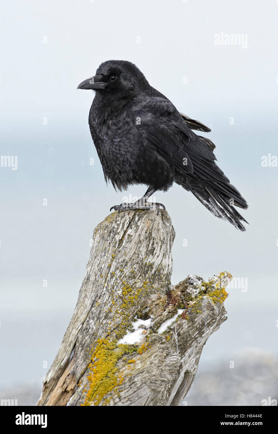 Northwestern Crow (Corvus caurinus), Alaska Stock Photo - Alamy