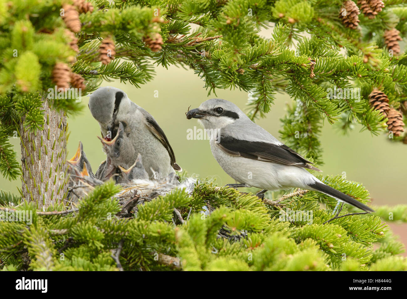 Great Grey Shrike (Lanius excubitor) parents feeding chicks at nest ...