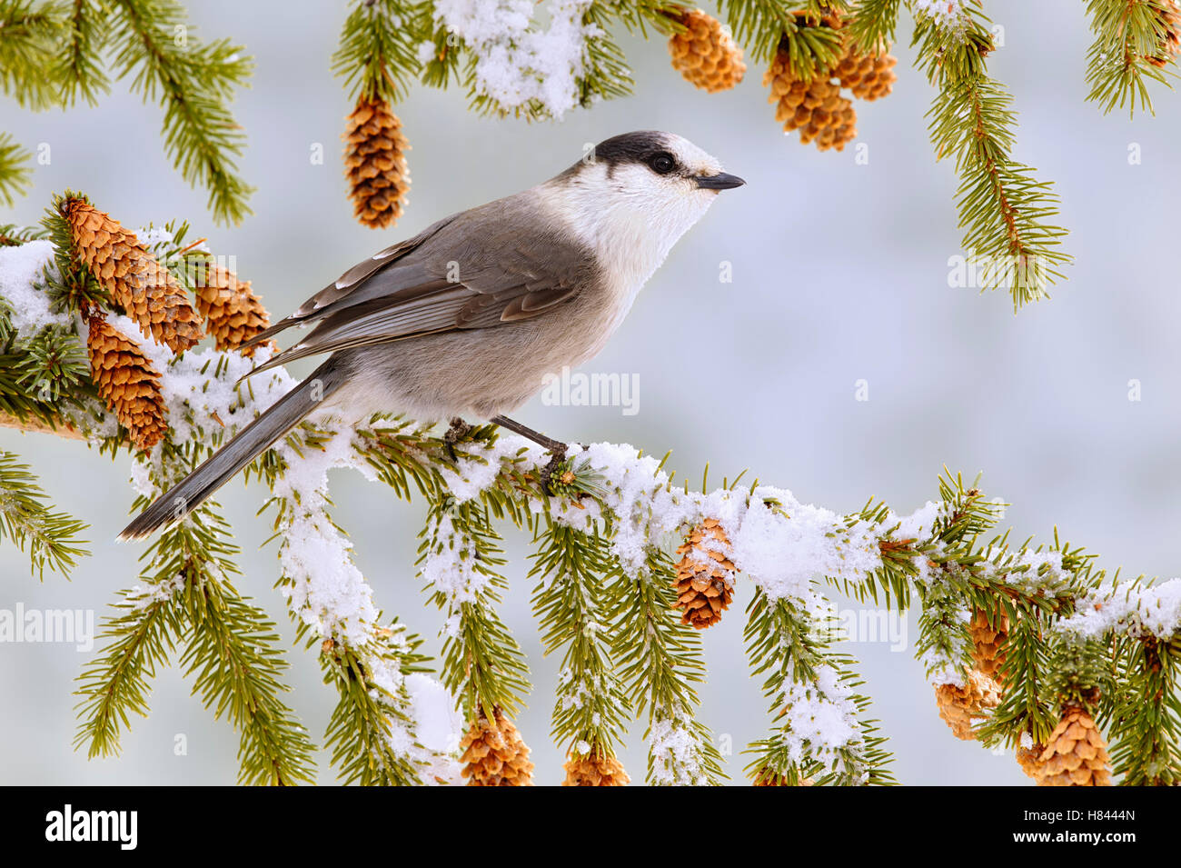 Canada Jay (Perisoreus canadensis), Alaska Stock Photo - Alamy