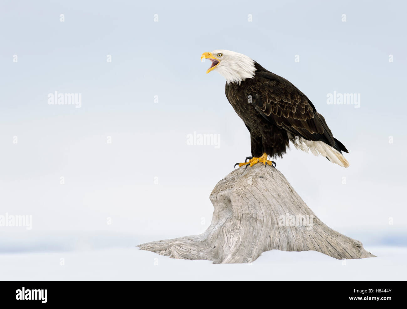 Bald Eagle (Haliaeetus leucocephalus) calling, Alaska Stock Photo - Alamy
