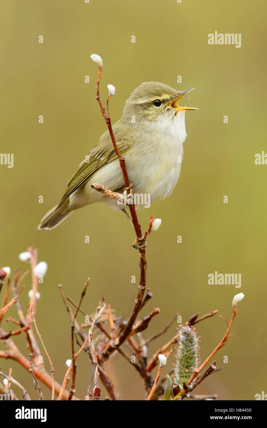 Arctic Warbler (Phylloscopus borealis), Alaska Stock Photo - Alamy