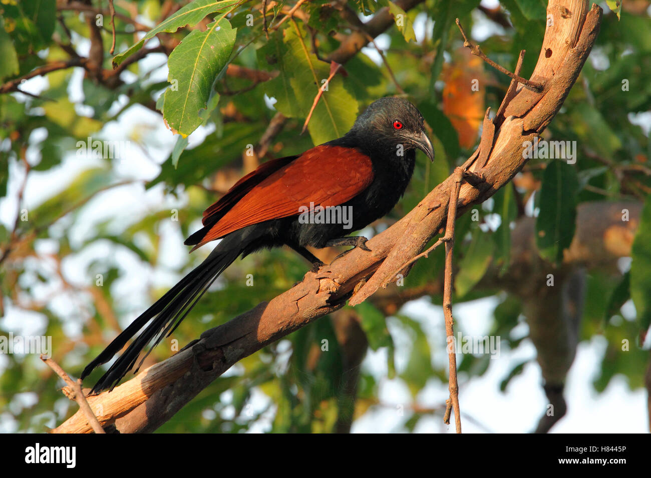 Greater Coucal (Centropus sinensis), Sri Lanka Stock Photo - Alamy