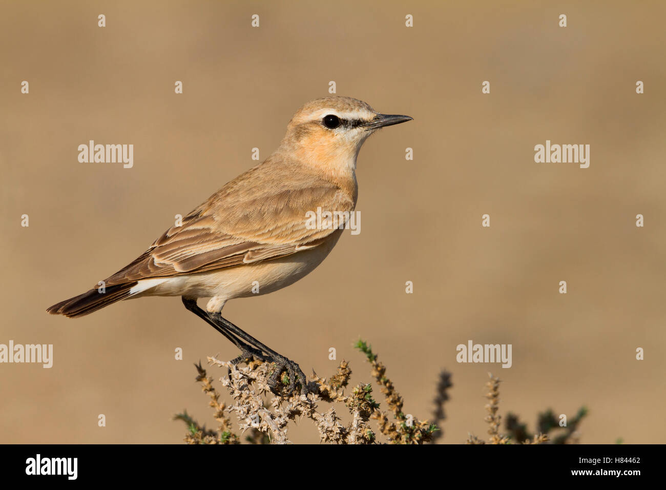 Isabelline Wheatear (Oenanthe isabellina) female, Oman Stock Photo - Alamy