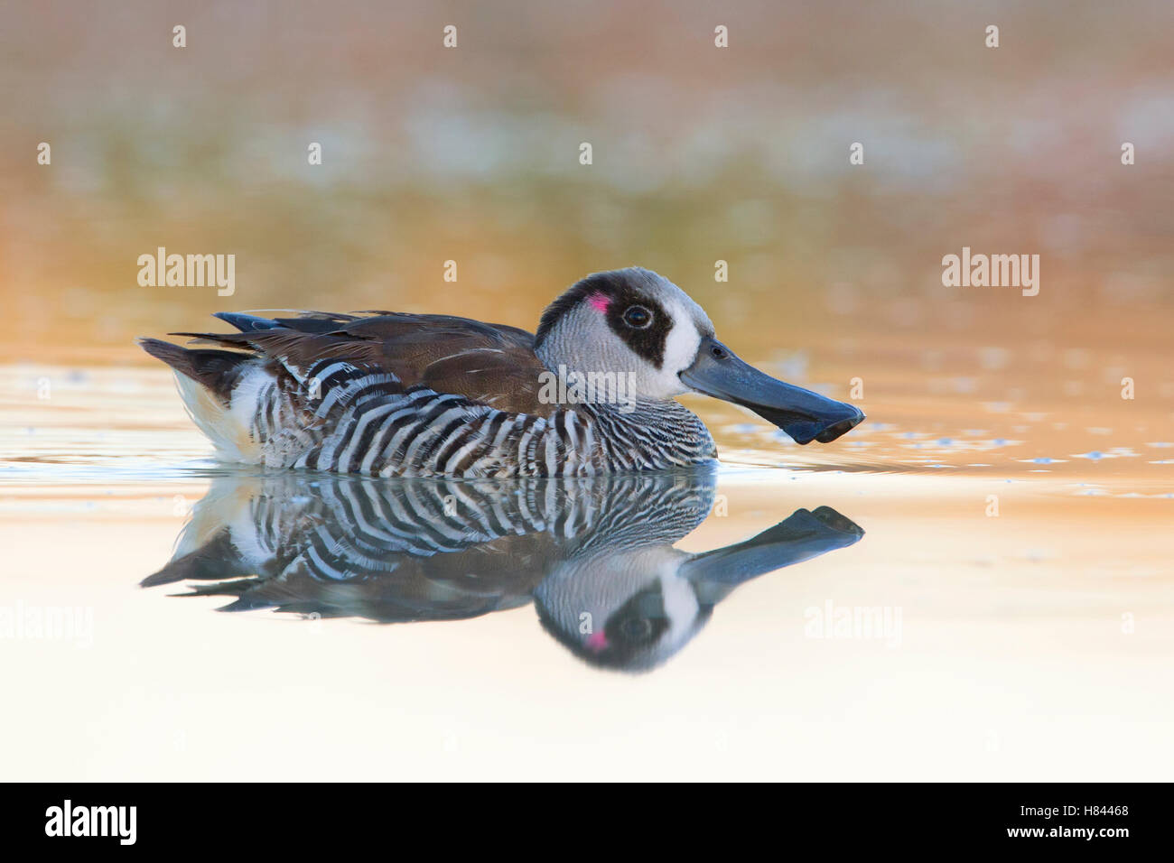 Pink-eared Duck (Malacorhynchus membranaceus), New South Wales ...
