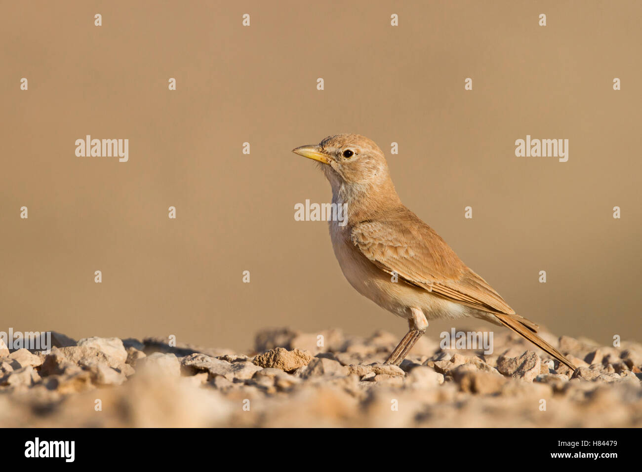 Desert Lark (Ammomanes deserti), Oman Stock Photo - Alamy