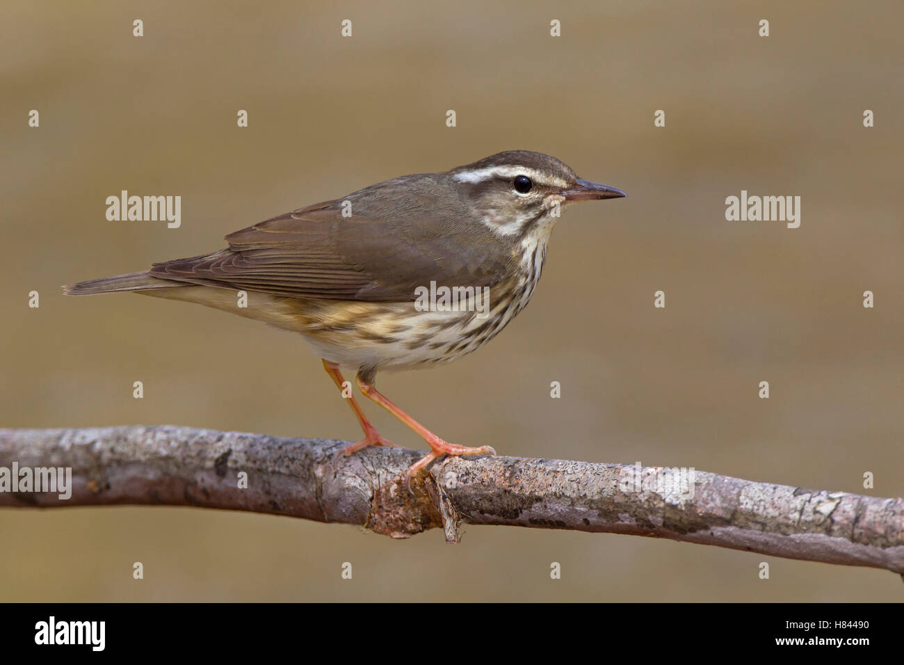 Louisiana Waterthrush (Parkesia motacilla), Ohio Stock Photo - Alamy