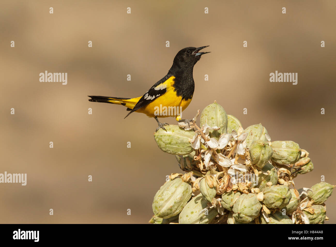Scott's Oriole (Icterus parisorum), Kern County, California Stock Photo ...