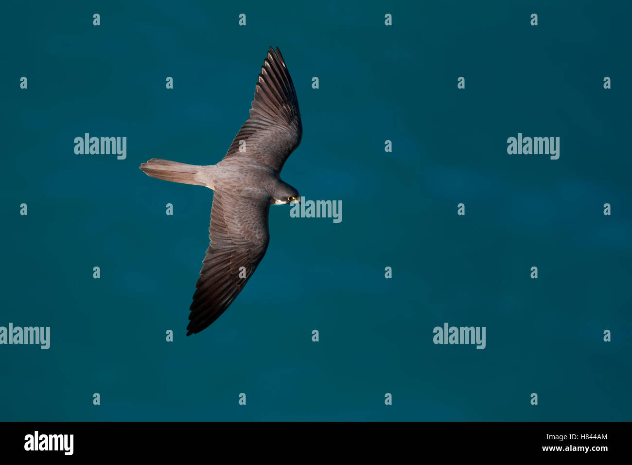 Eleonora's Falcon (Falco eleonorae), Cyprus Stock Photo - Alamy