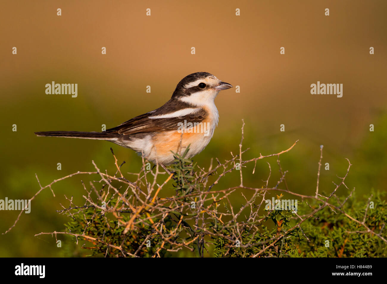 Masked Shrike (Lanius nubicus), Cyprus Stock Photo - Alamy