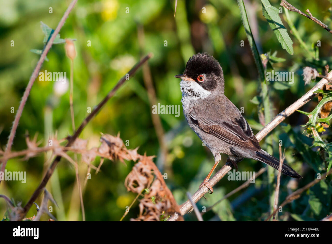 Cyprus Warbler (Sylvia melanothorax) male, Cyprus Stock Photo - Alamy