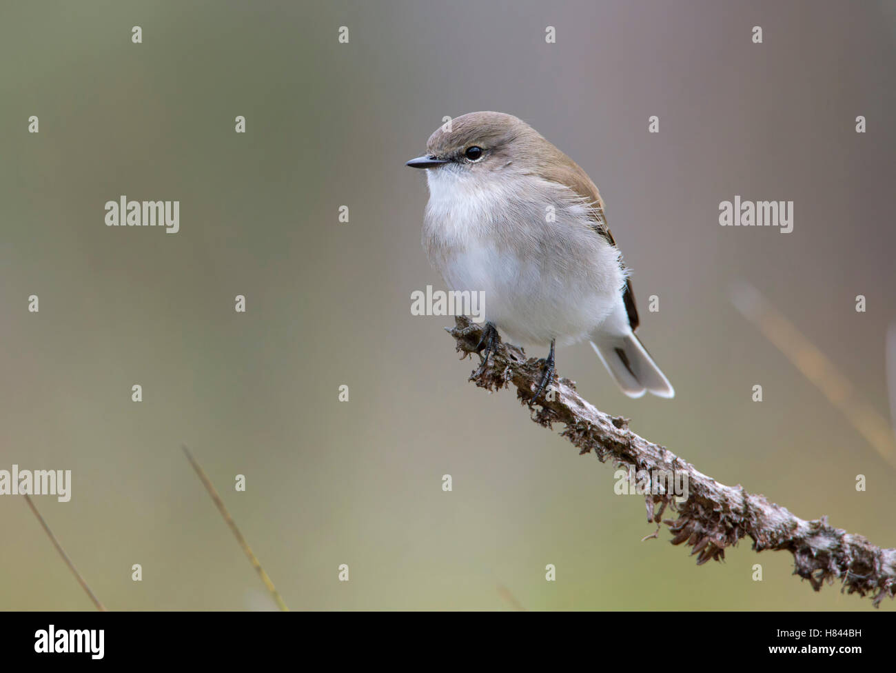 Jacky Winter (Microeca fascinans), Victoria, Australia Stock Photo - Alamy