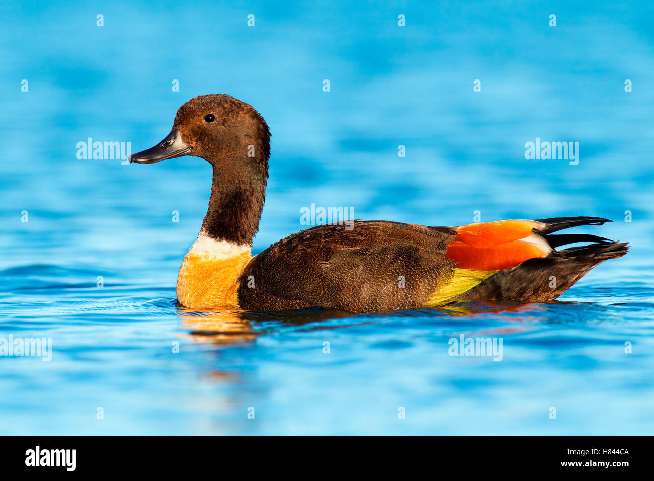 Australian Shelduck (Tadorna tadornoides) male, Perth, Australia Stock ...