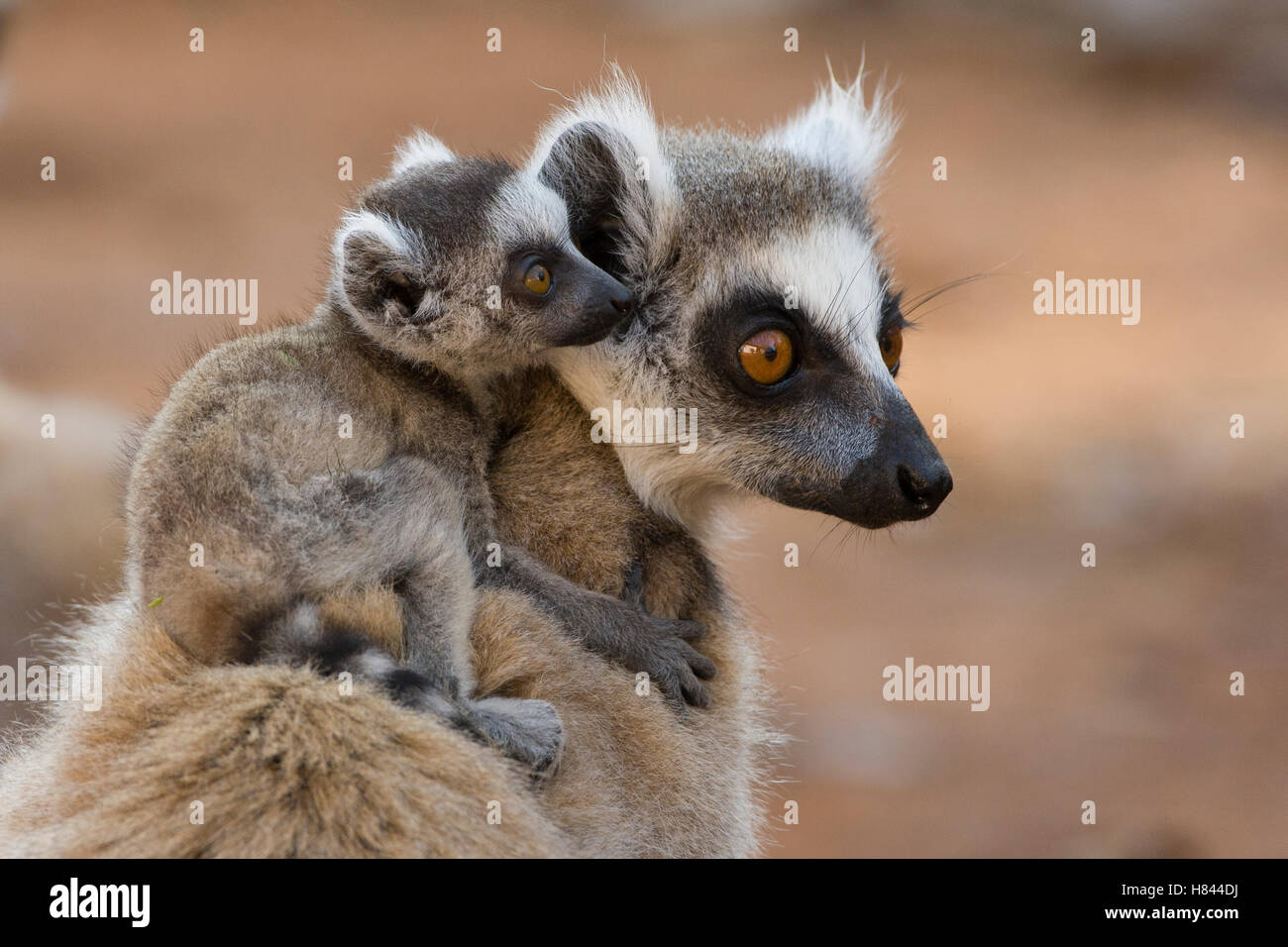 Ring-tailed Lemur (Lemur catta) baby clinging to mother, Berenty ...