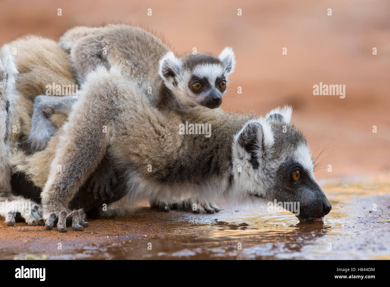 Ring-tailed Lemur (Lemur catta) mother drinking with baby on back ...