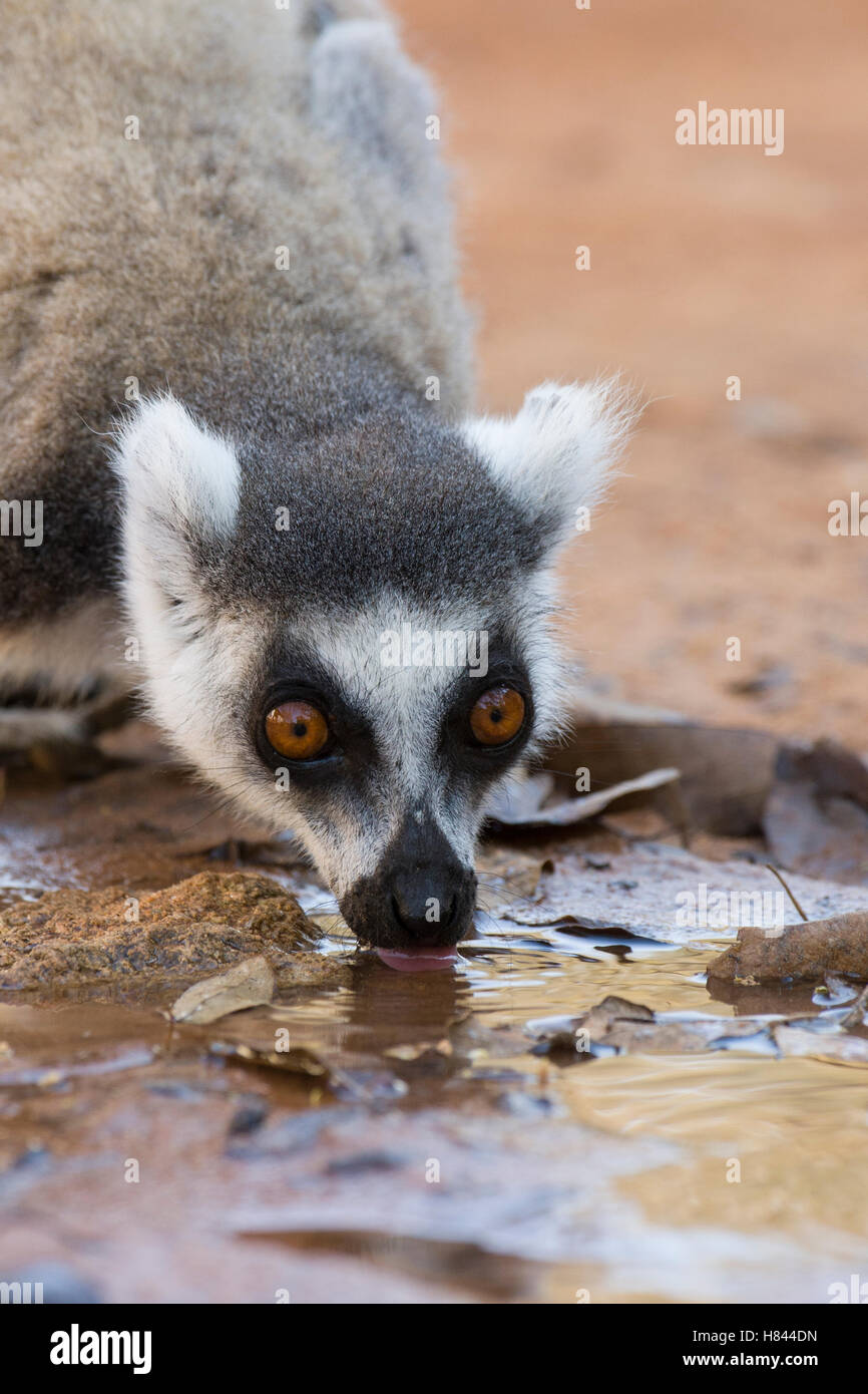 Ring-tailed Lemur (Lemur catta) drinking, Berenty Private Reserve ...