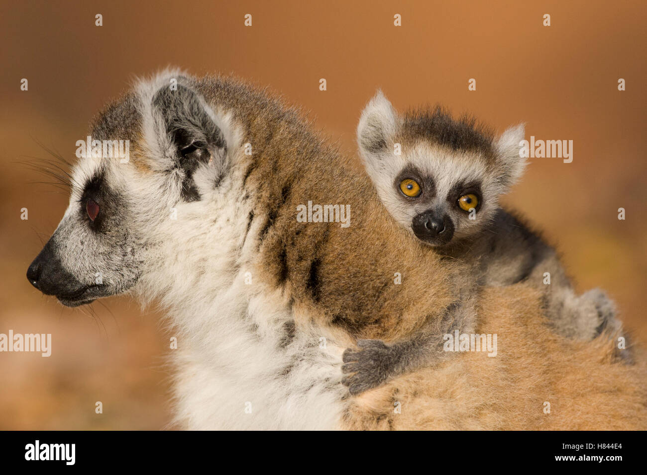 Ring-tailed Lemur (Lemur catta) mother and week-old baby, Berenty ...