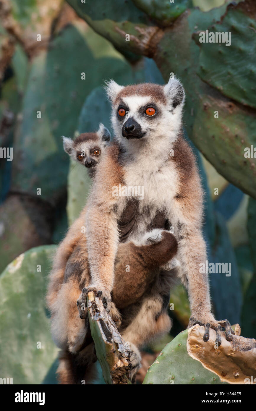 Ring-tailed Lemur (Lemur catta) mother and week-old twins in cactus ...