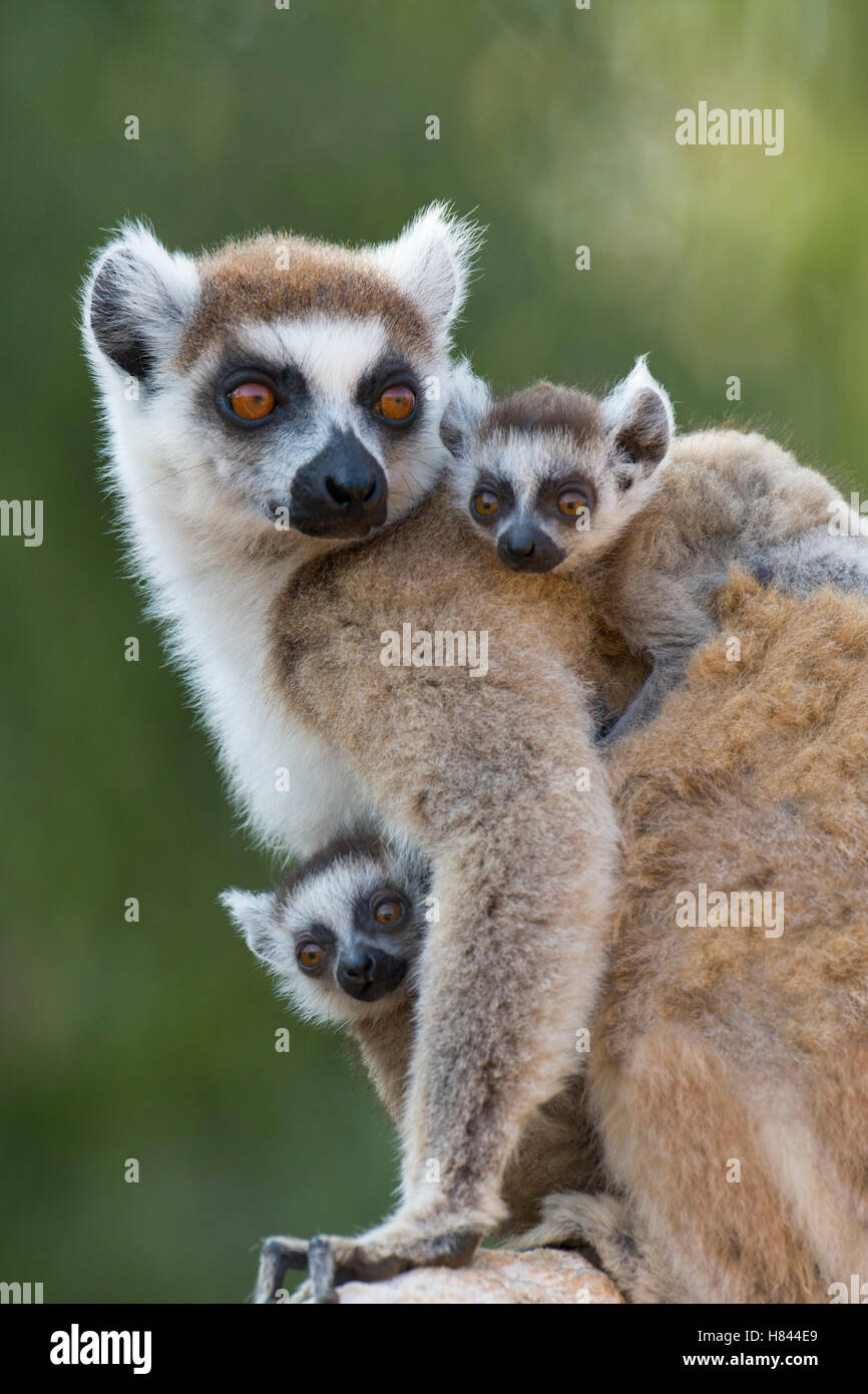 Ring-tailed Lemur (Lemur catta) mother and week-old twins, Berenty ...