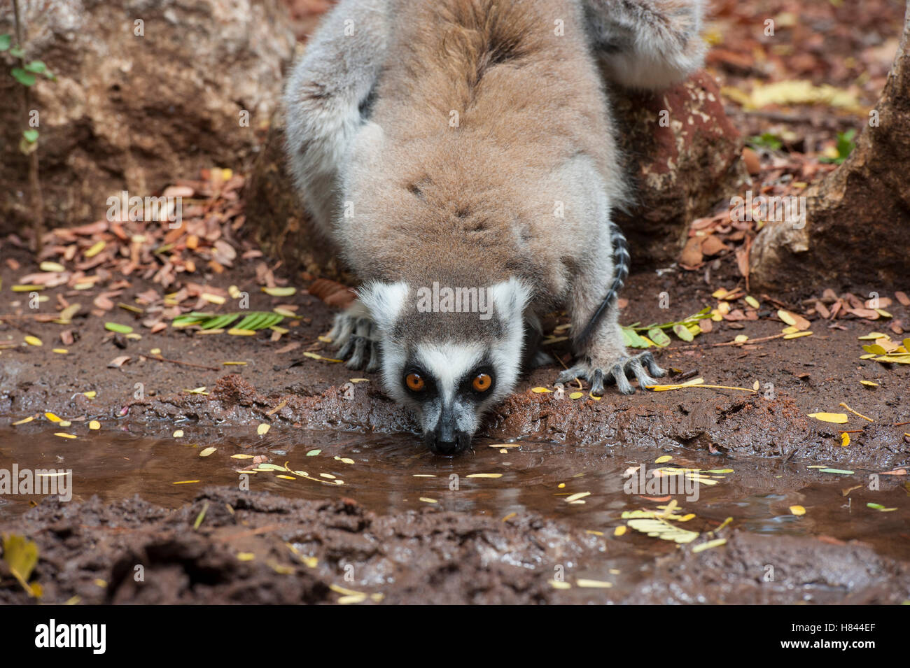 Ring-tailed Lemur (Lemur catta) drinking, Berenty Private Reserve ...
