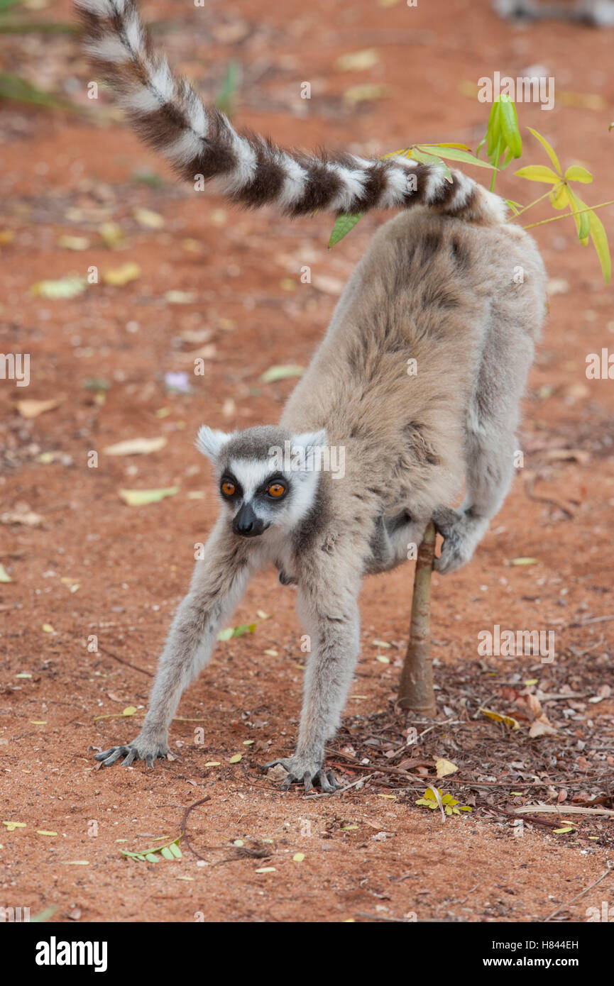 Ring-tailed Lemur (Lemur catta) female scent marking a tree, Berenty ...