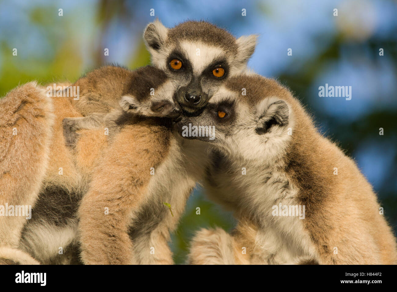 Ring-tailed Lemur (Lemur catta) female grooming another female's ...