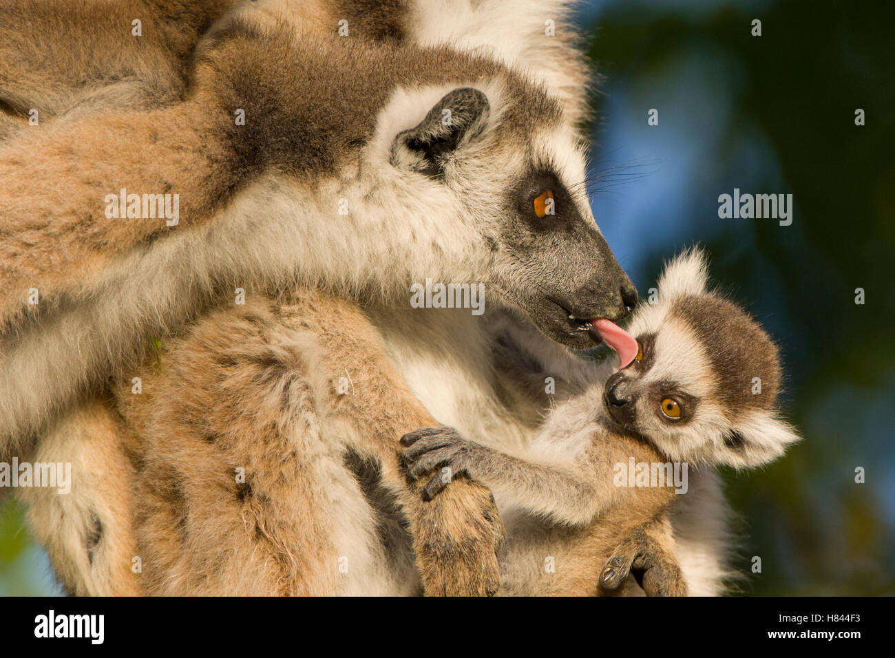 Ring-tailed Lemur (Lemur catta) female grooming another female's ...