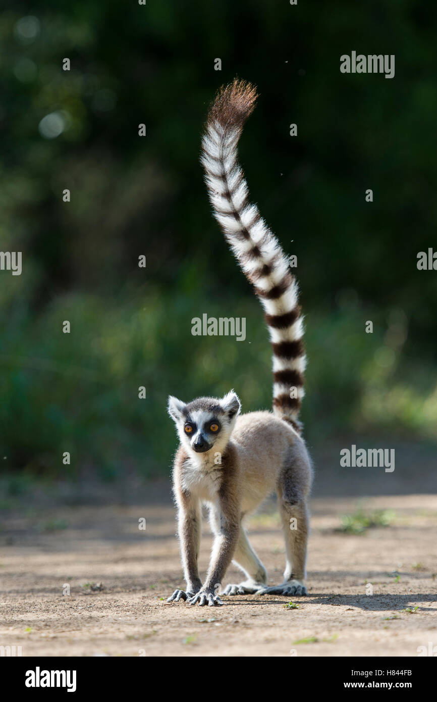 Ring-tailed Lemur (Lemur catta) walking while waving tail in the air ...
