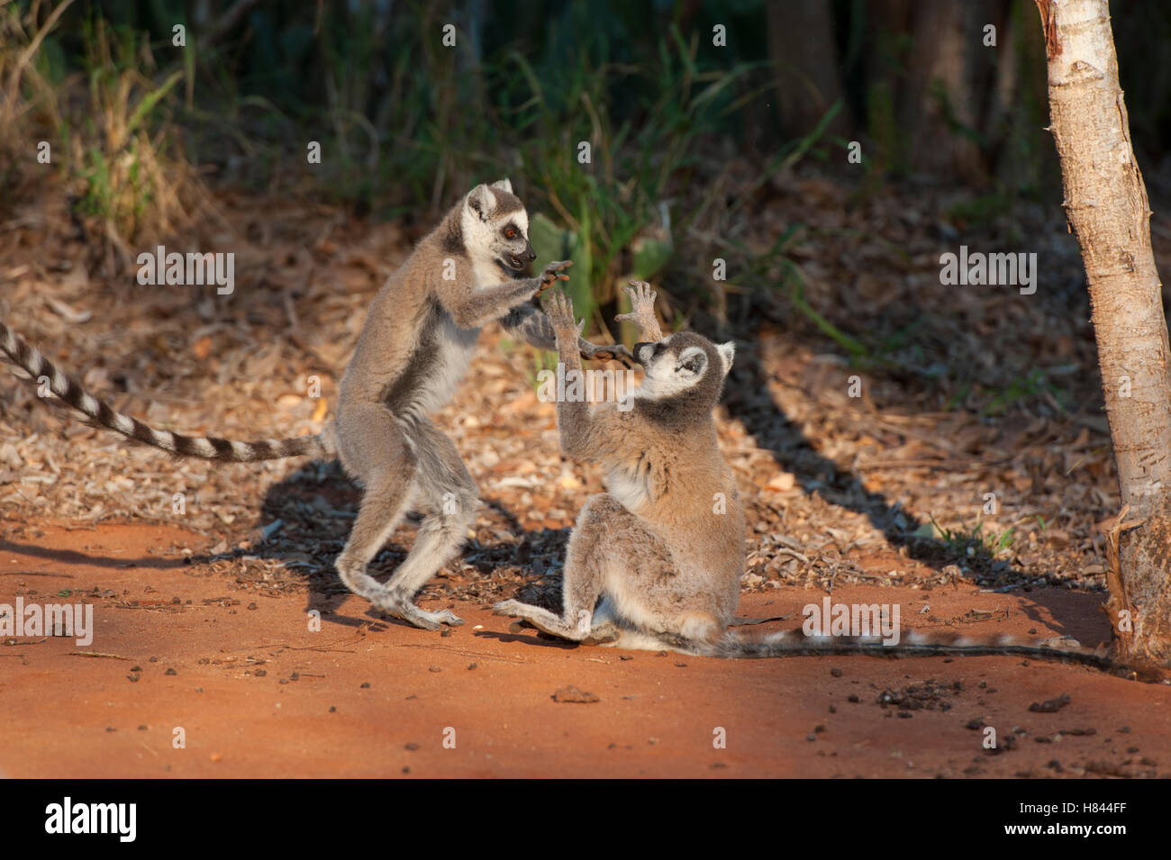 Ring-tailed Lemur (Lemur catta) young males fighting, Berenty Private ...