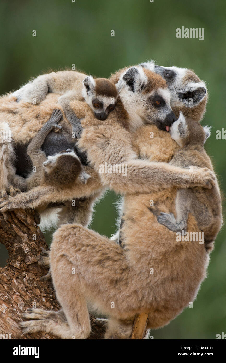 Ring-tailed Lemur (Lemur catta) female grooming another female's baby ...