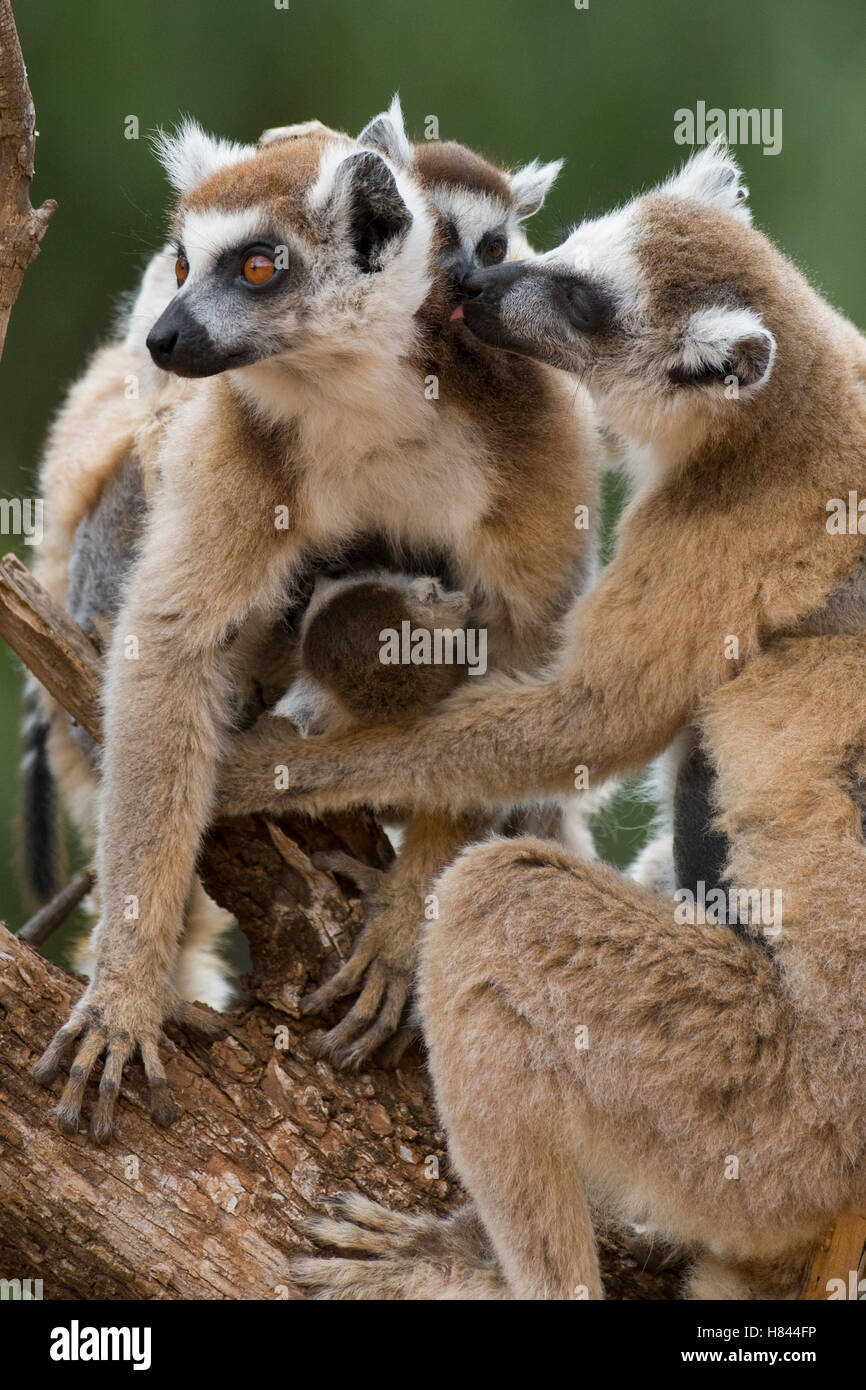 Ring-tailed Lemur (Lemur catta) female grooming another female's baby ...