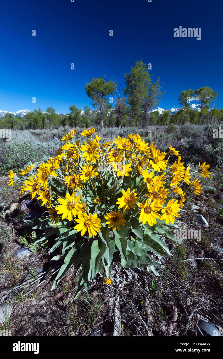 Balsamroot Sunflower (Balsamorhiza sagittata), Grand Teton National ...