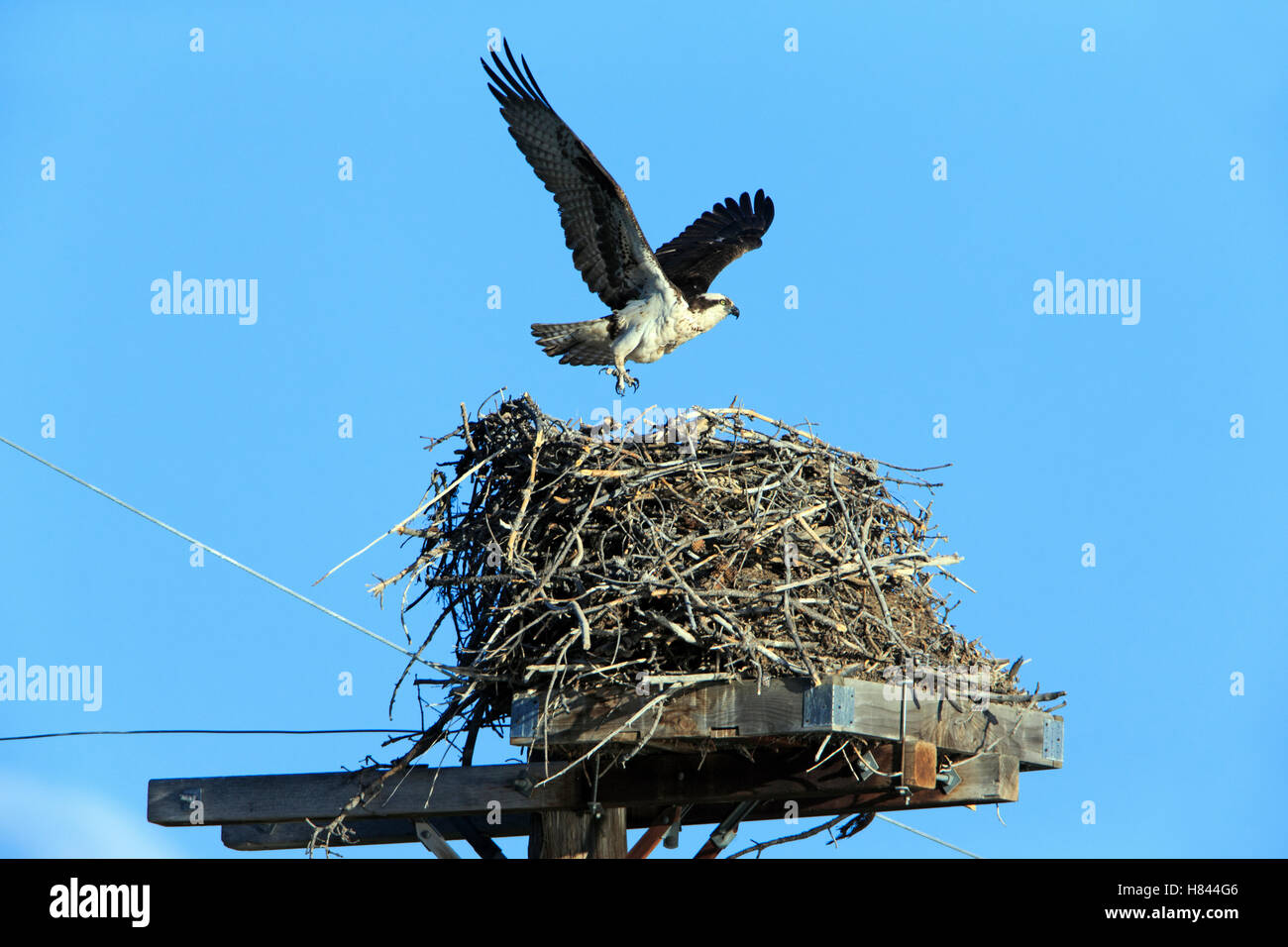 Osprey (Pandion haliaetus) bird taking off from nest platform, Grand ...