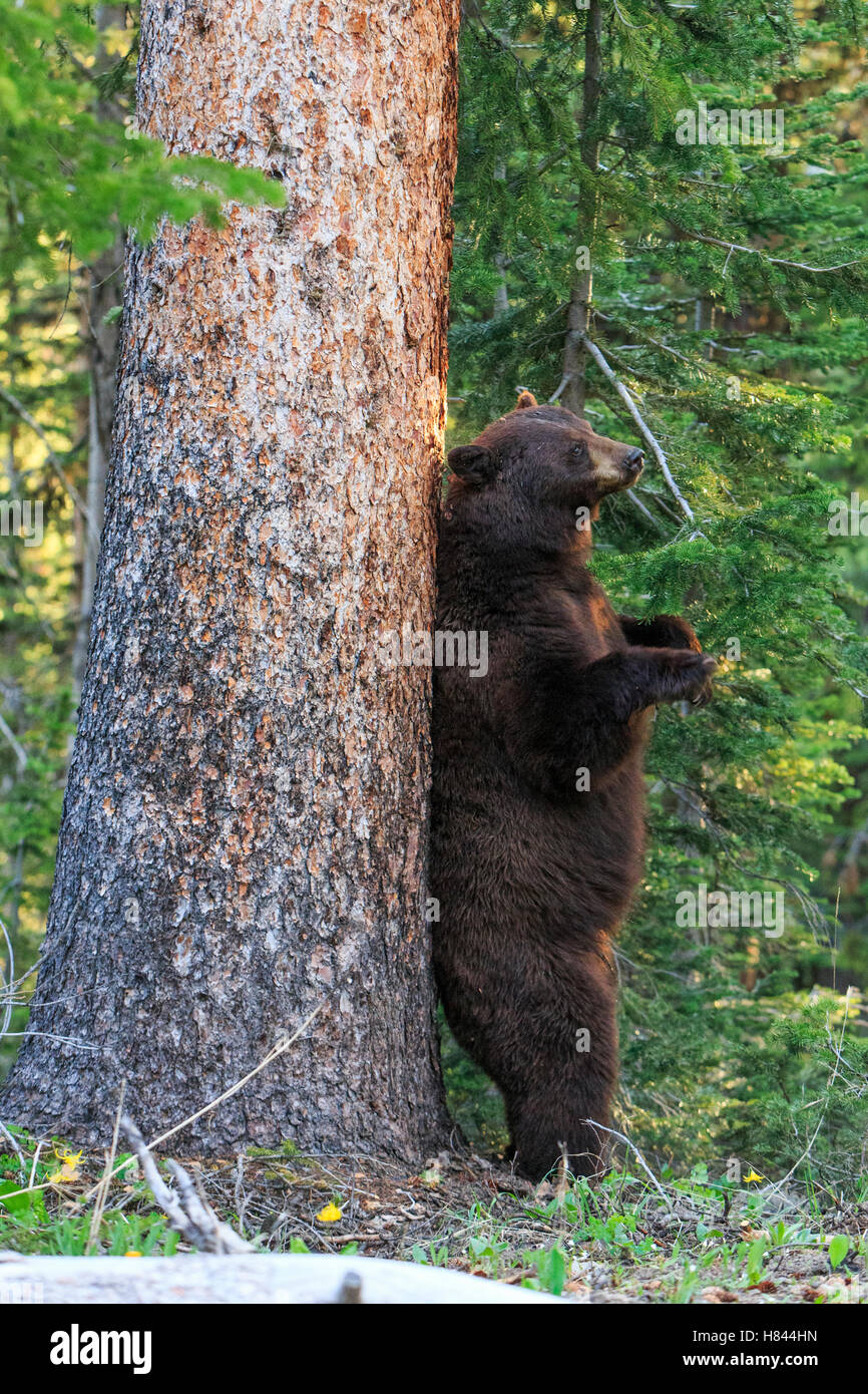 Black Bear (Ursus americanus) scratching its back on a tree trunk ...