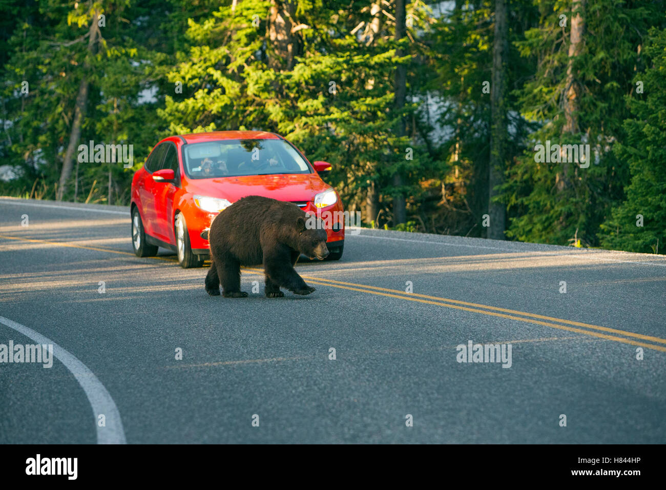 Yellowstone park bear car hi-res stock photography and images - Alamy