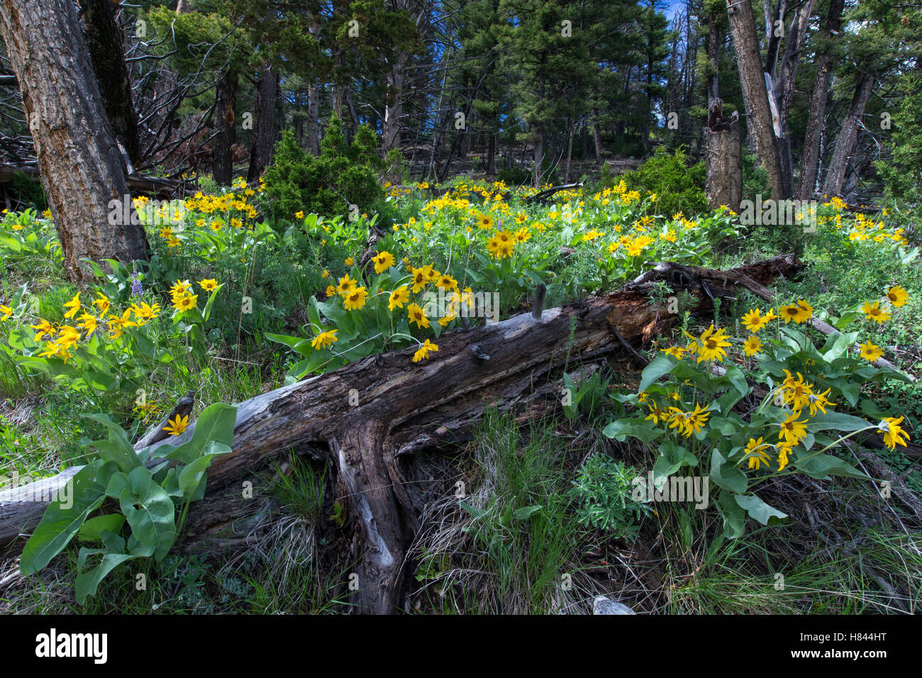 Balsamroot Sunflower (Balsamorhiza sagittata) Yellowstone National Park ...