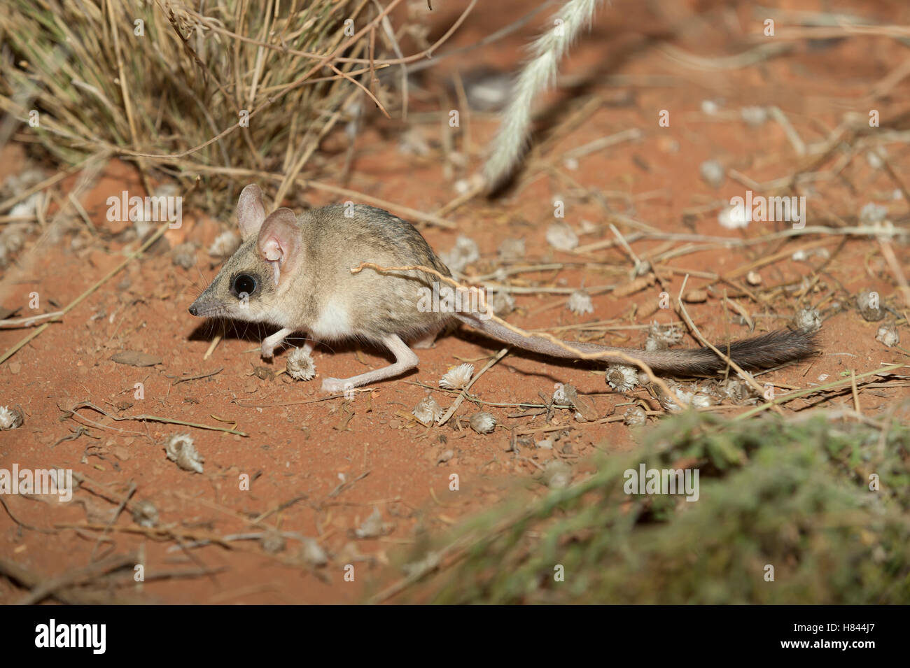 Kultarr (Antechinomys laniger), Alice Springs Desert Park, Northern ...