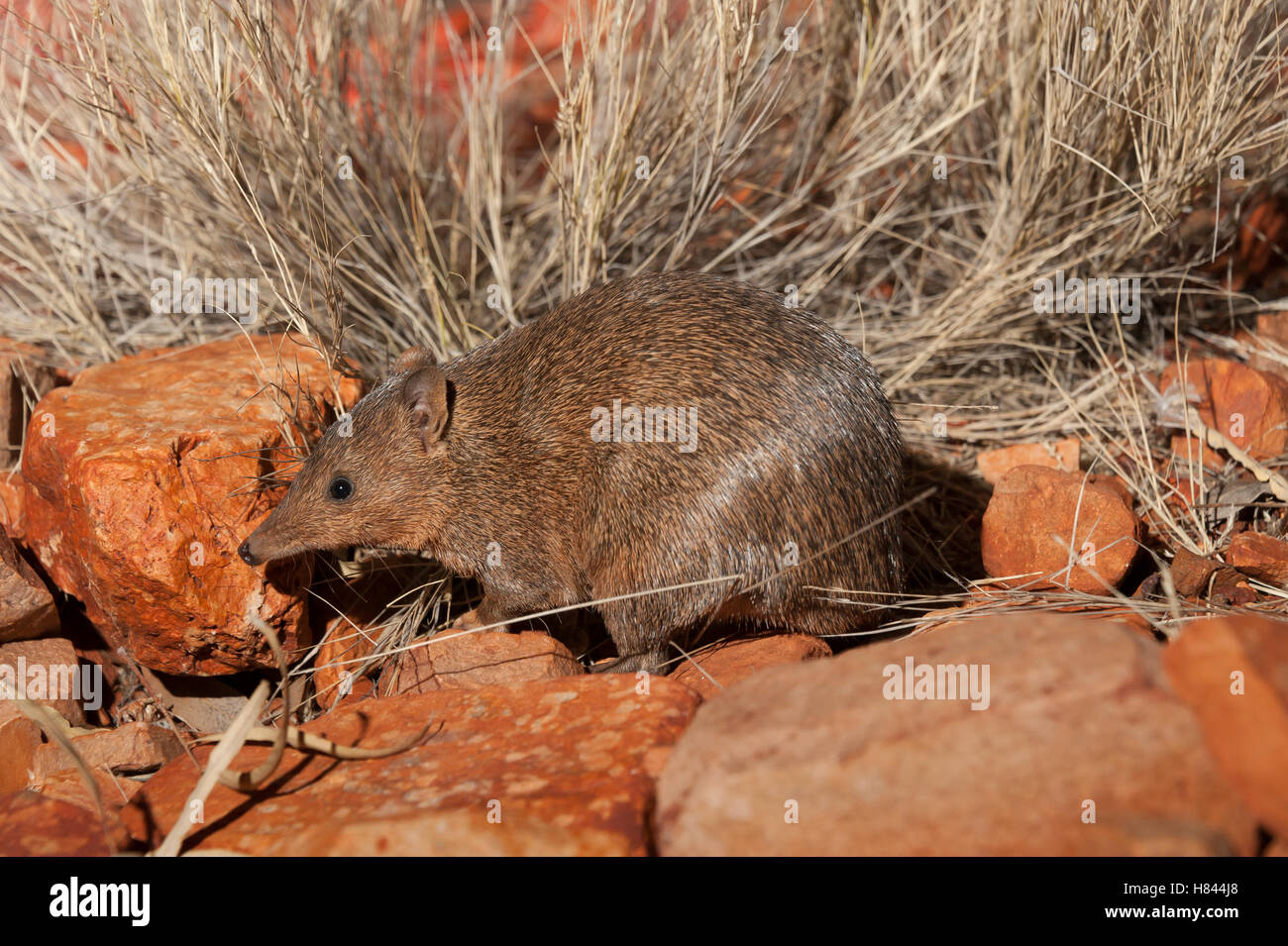 Golden Bandicoot (Isoodon auratus), Alice Springs Desert Park, Northern ...