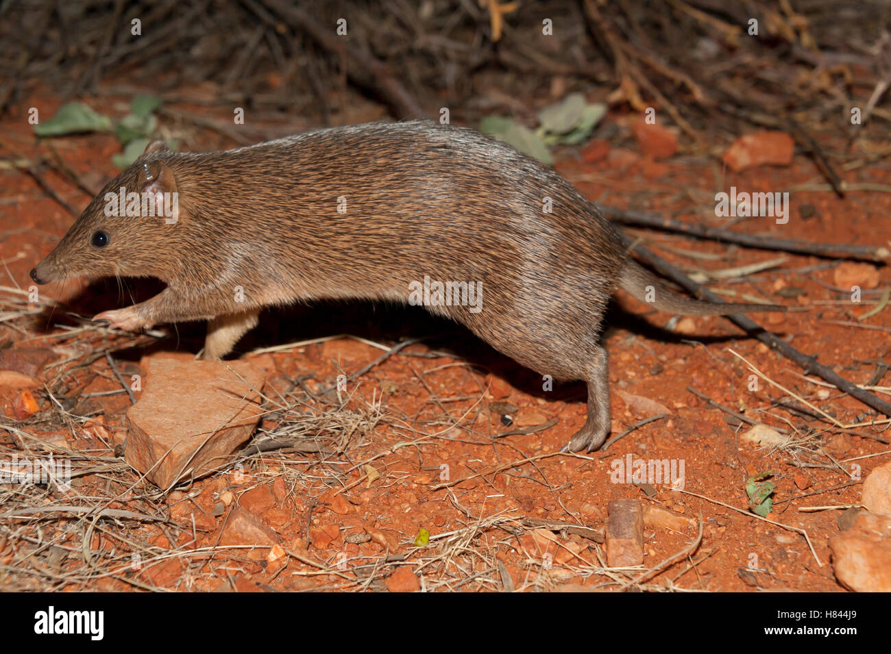 Golden Bandicoot (Isoodon auratus) running, Alice Springs Desert Park ...