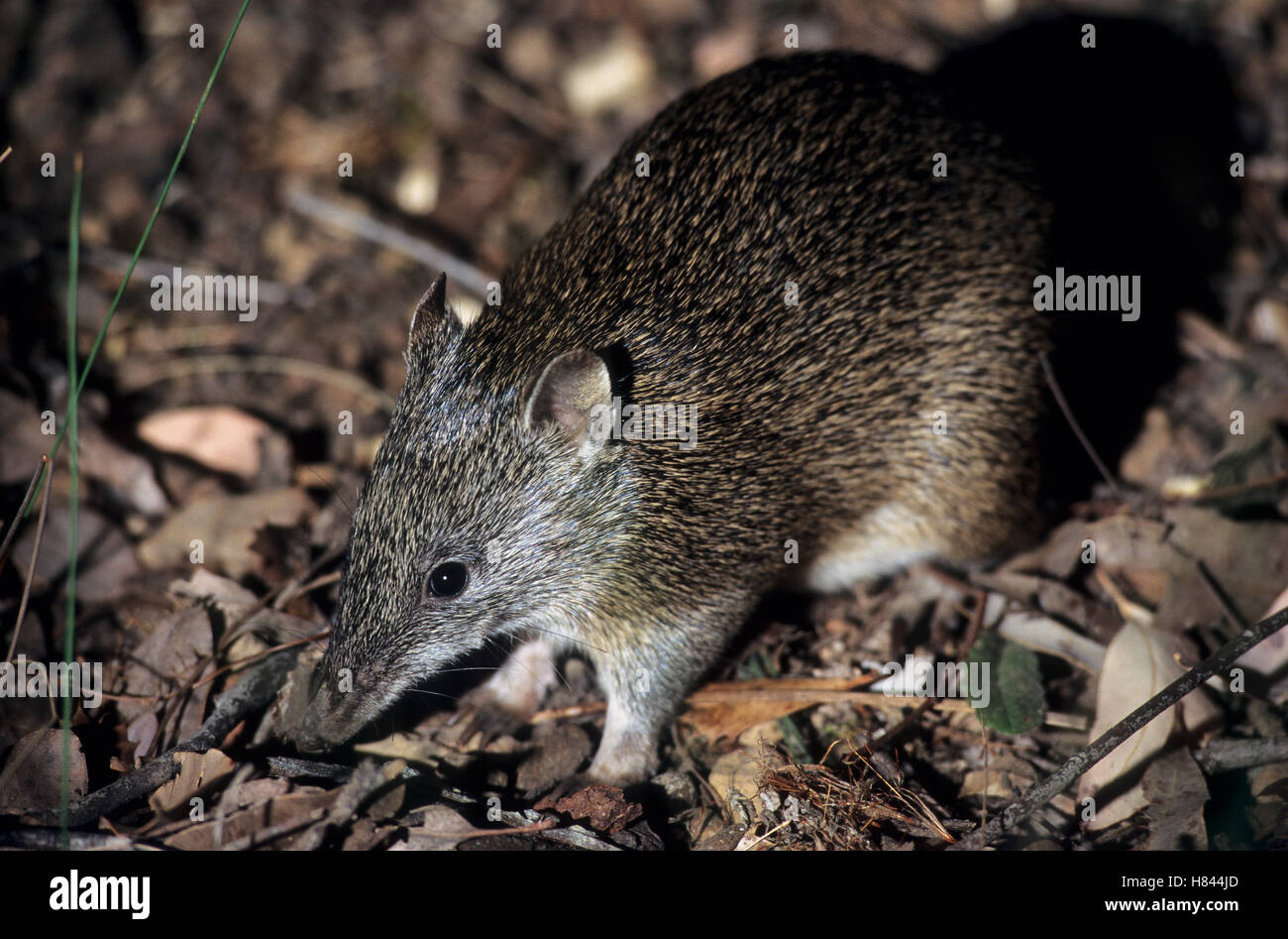 Southern Brown Bandicoot (Isoodon obesulus) at night, Australia Stock ...