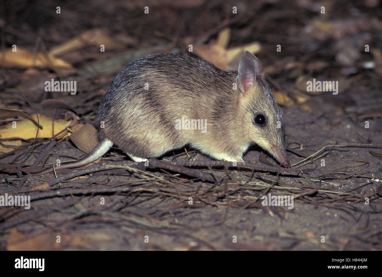 Barred Bandicoot (Perameles bougainville), Australia Stock Photo - Alamy