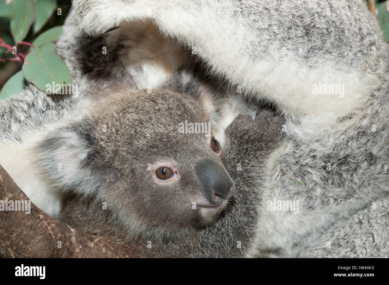 Koala (Phascolarctos cinereus) mother and joey, Australian Reptile Park, New South Wales ...