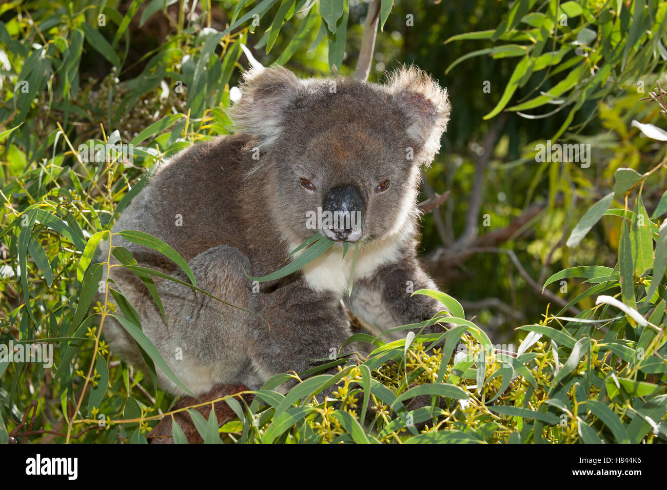 Koala on eucalyptus tree hi-res stock photography and images - Alamy
