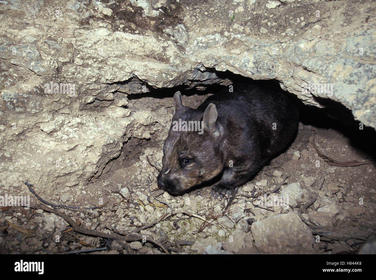 Southern Hairy-nosed Wombat (Lasiorhinus latifrons) emerging from ...