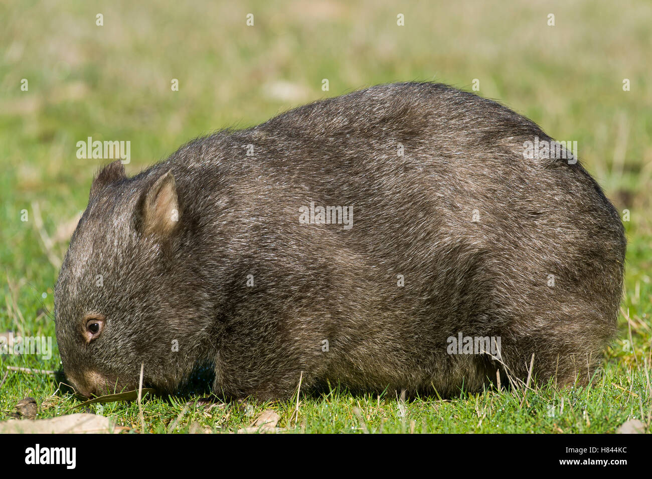 Wombat victoria australia hi-res stock photography and images - Alamy