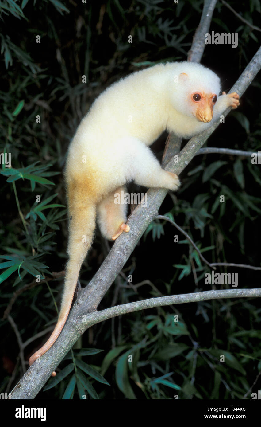 Short-tailed Spotted Cuscus (Spilocuscus maculatus), white morph ...