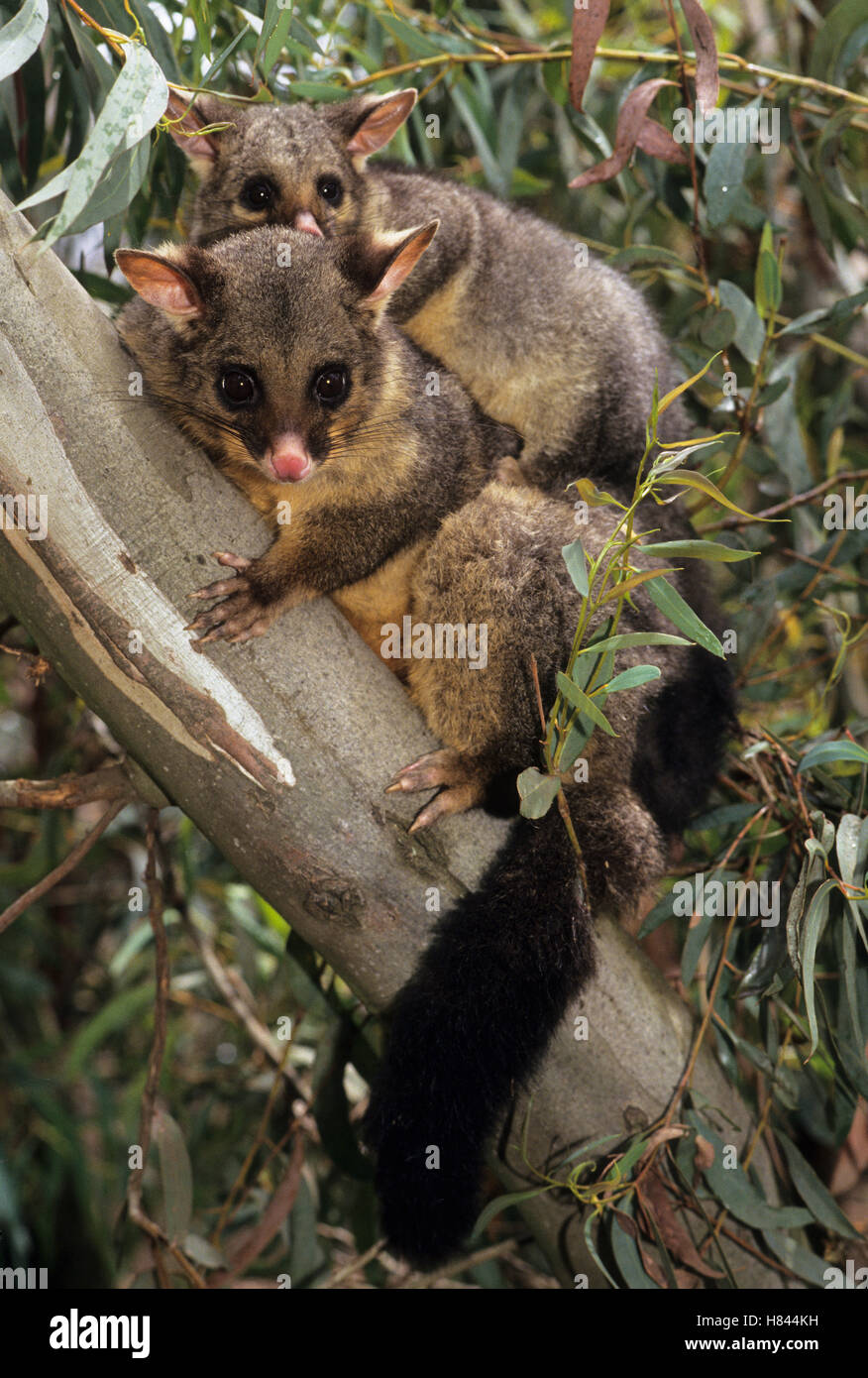 Common Brush-tailed Possum (Trichosurus vulpecula) mother and joey in ...