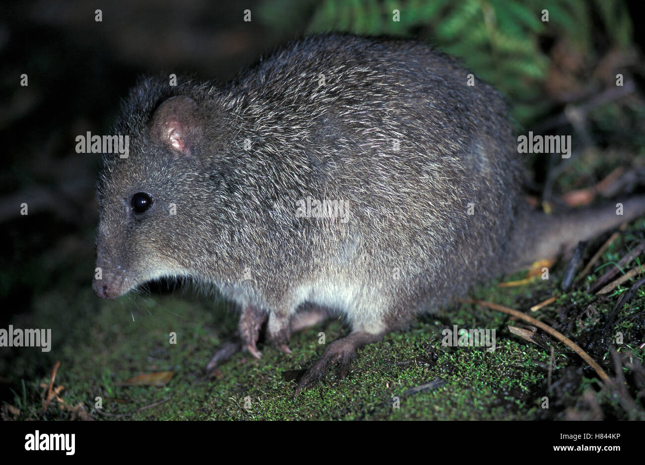 Long-nosed Potoroo (Potorous tridactylus), Australia Stock Photo - Alamy