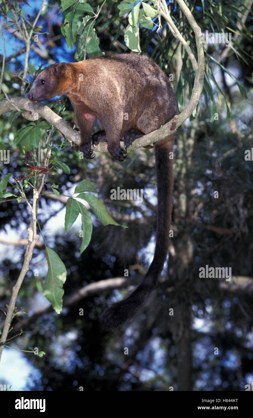 Bennett's Tree-kangaroo (Dendrolagus bennettianus) in tree, Australia ...